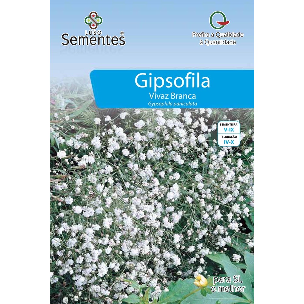 Gypsophila Vivaz Blanca